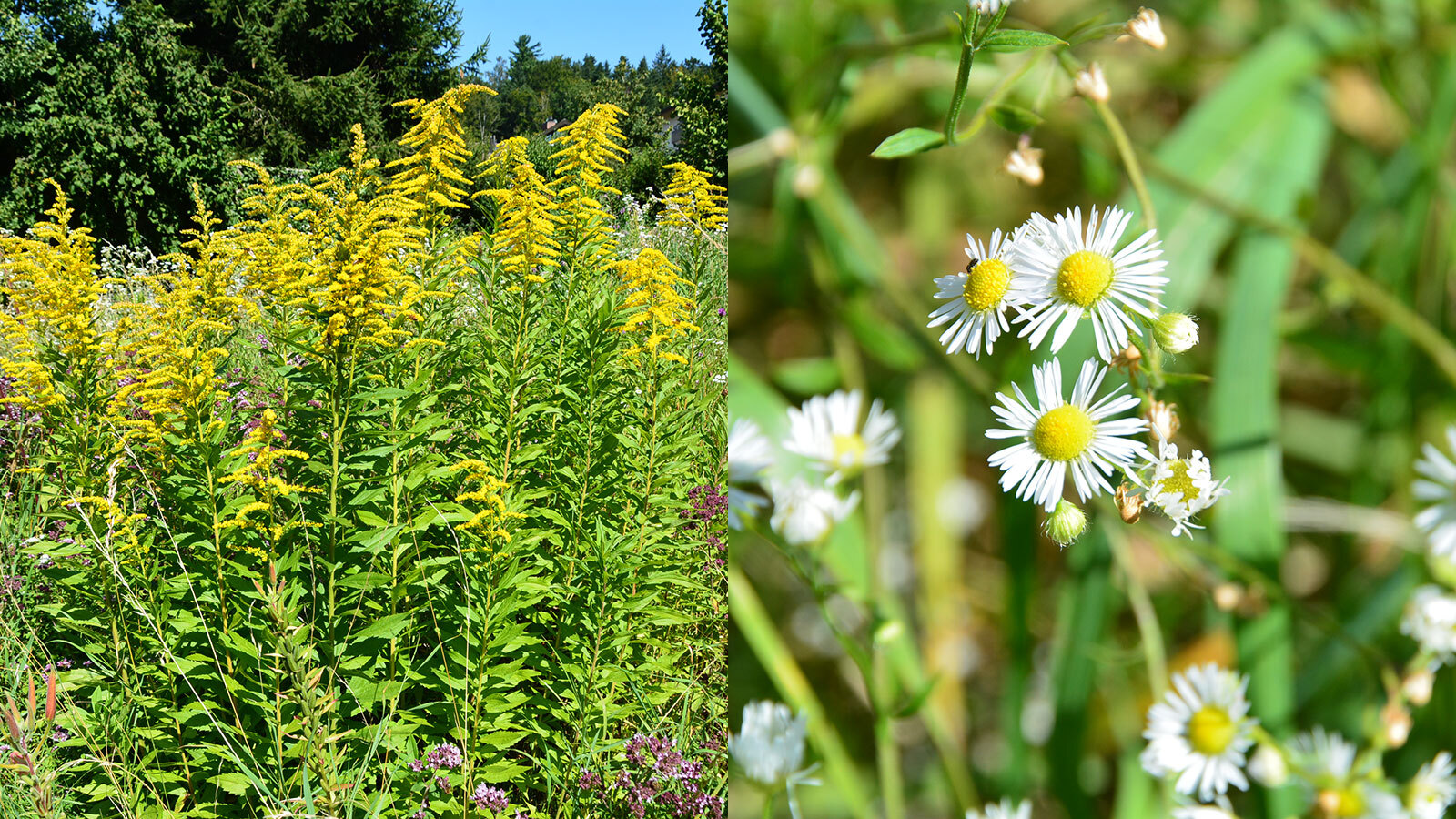 Invasive Neophyten – Gemeinde Köniz